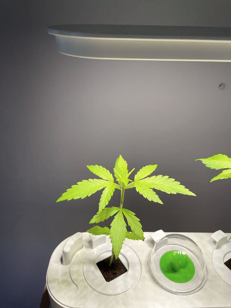 Help my grow family - Fundamentals - AllGrowers Forum | Hydroponics ...